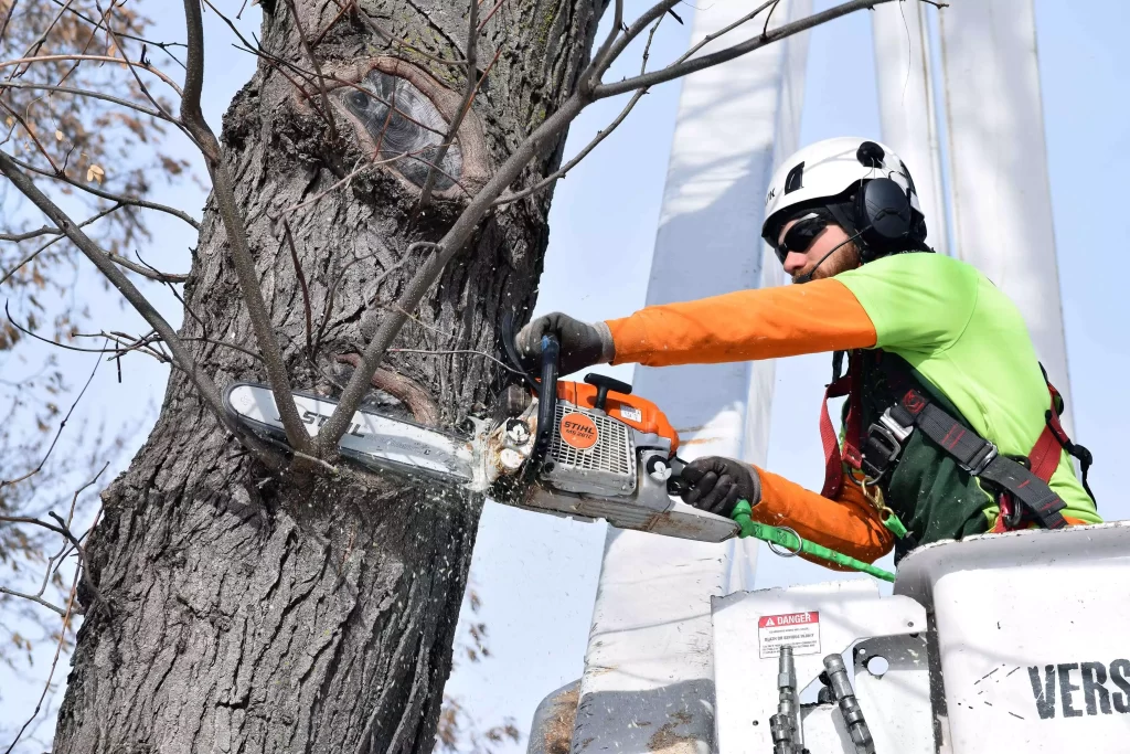 What Is A Tree Service Worker Called? - Go To Home Stay
